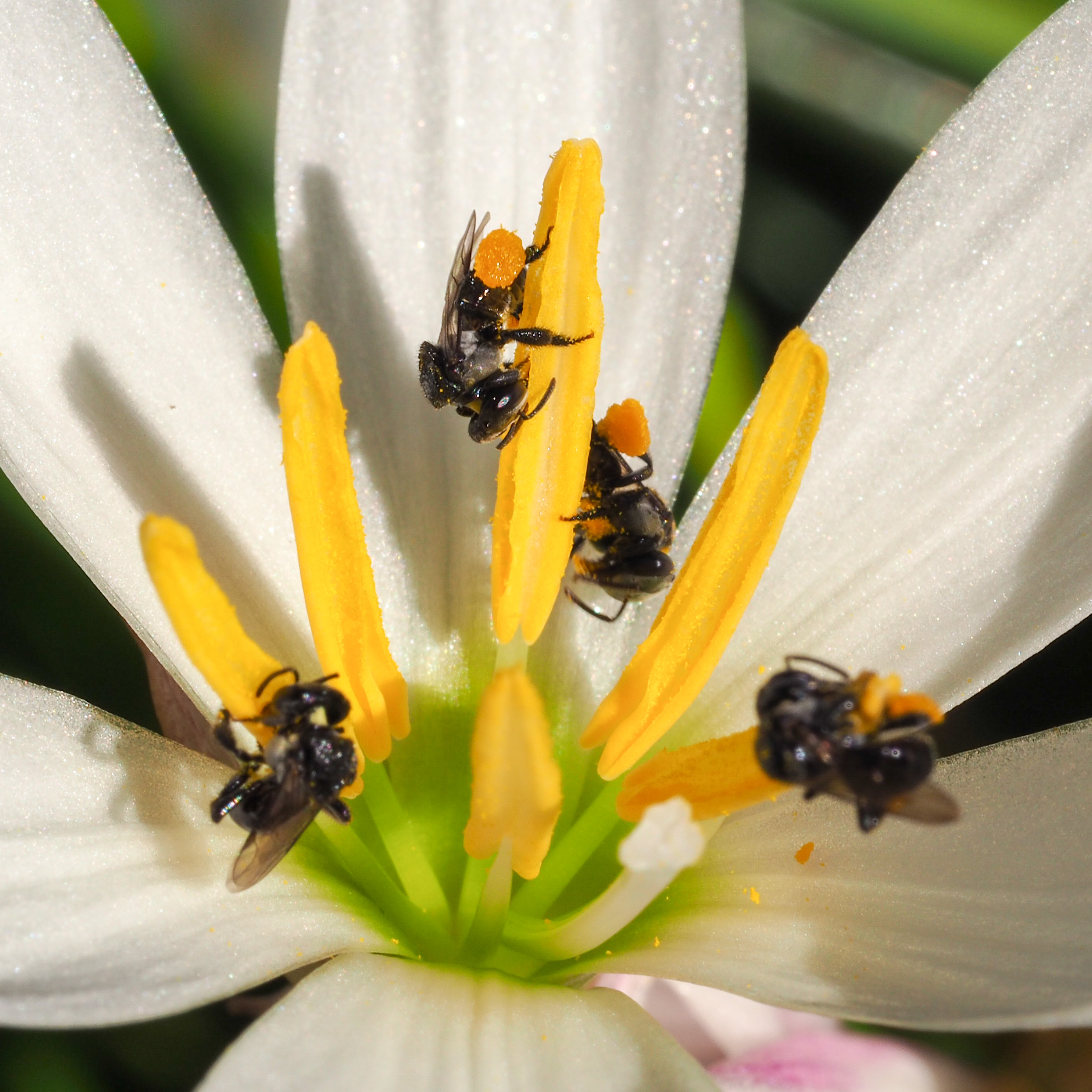 Stingless Bee Project – The Pollinator Lab